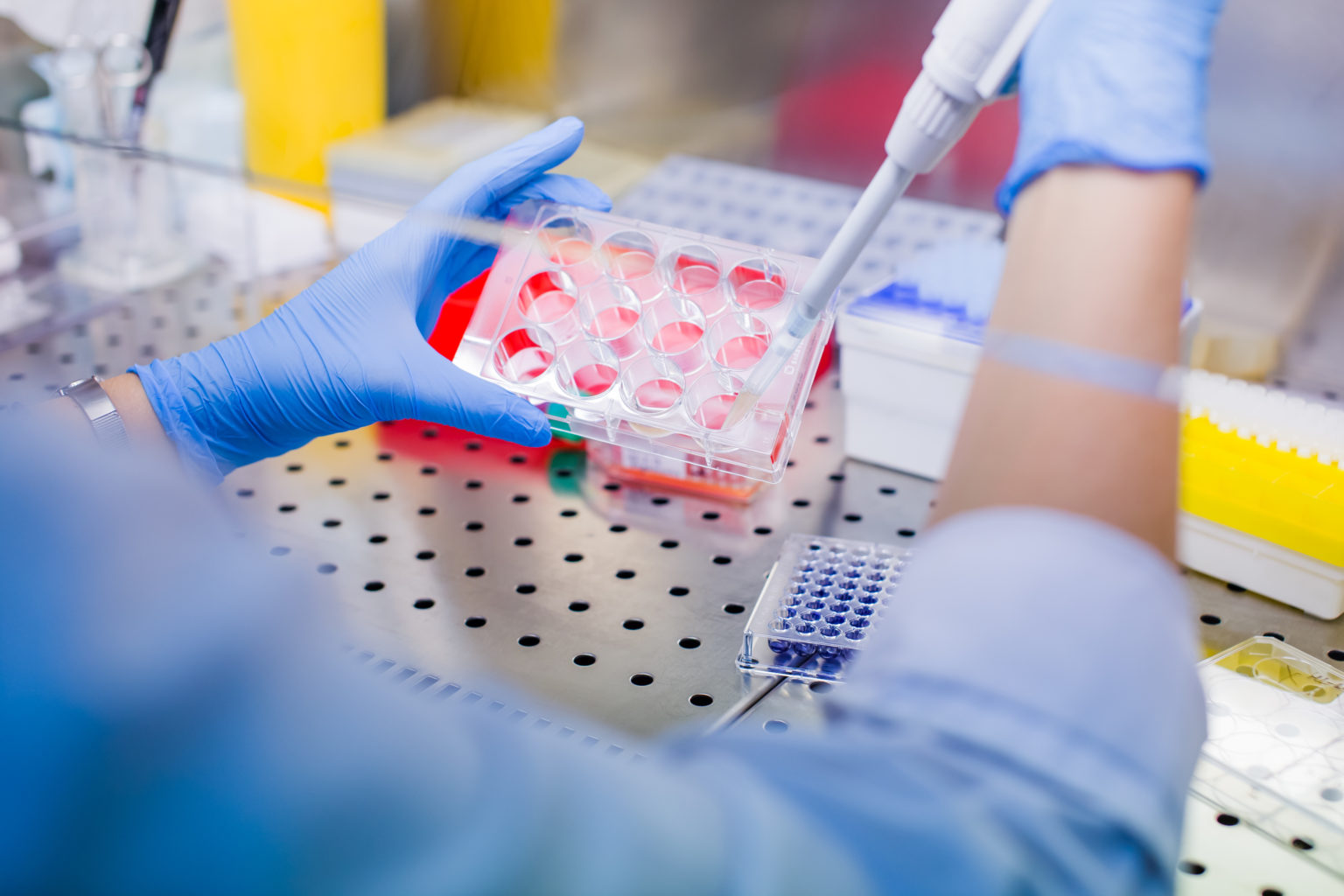 In vitro cell culture - Elysia Bioscience In vitro cell culture - Elysia Bioscience