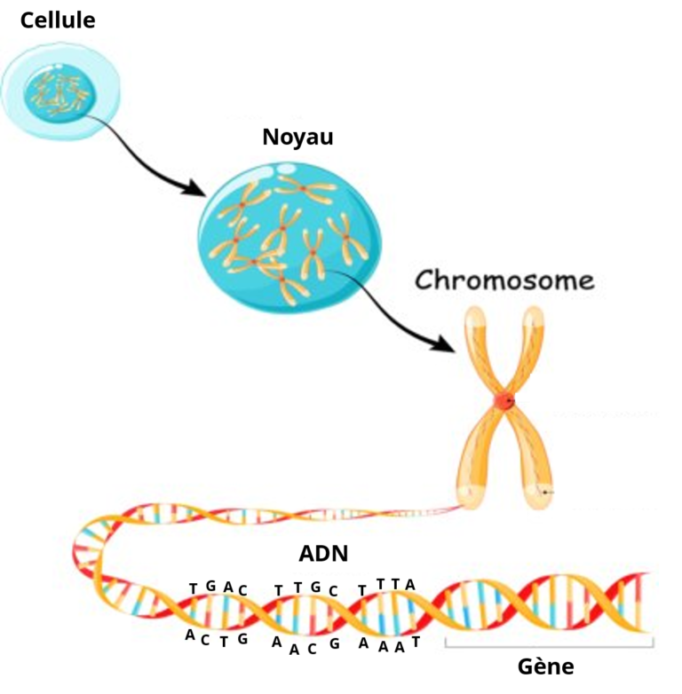 Voyage à travers l’ADN nucléaire sans oublier l’ADN mitochondrial (L ...