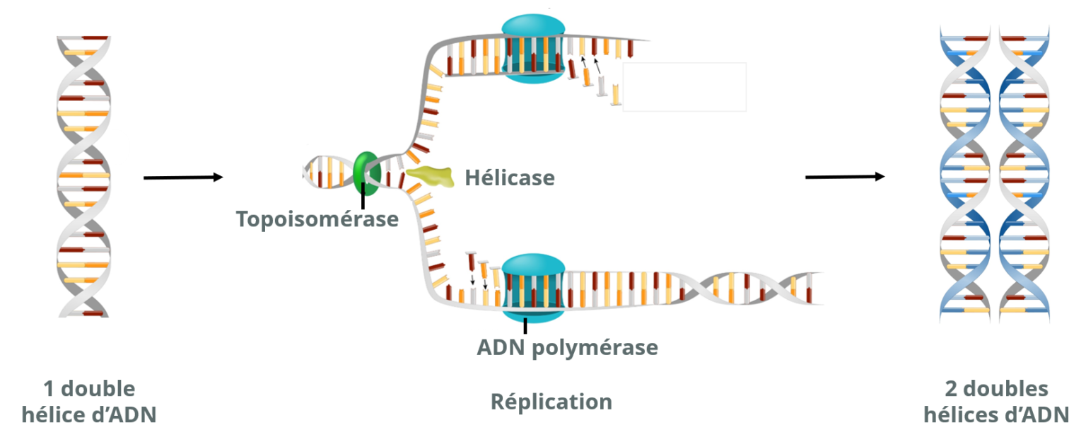 Comment l’ADN se réplique ? (L’odyssée de la cellule #6) - Elysia ...