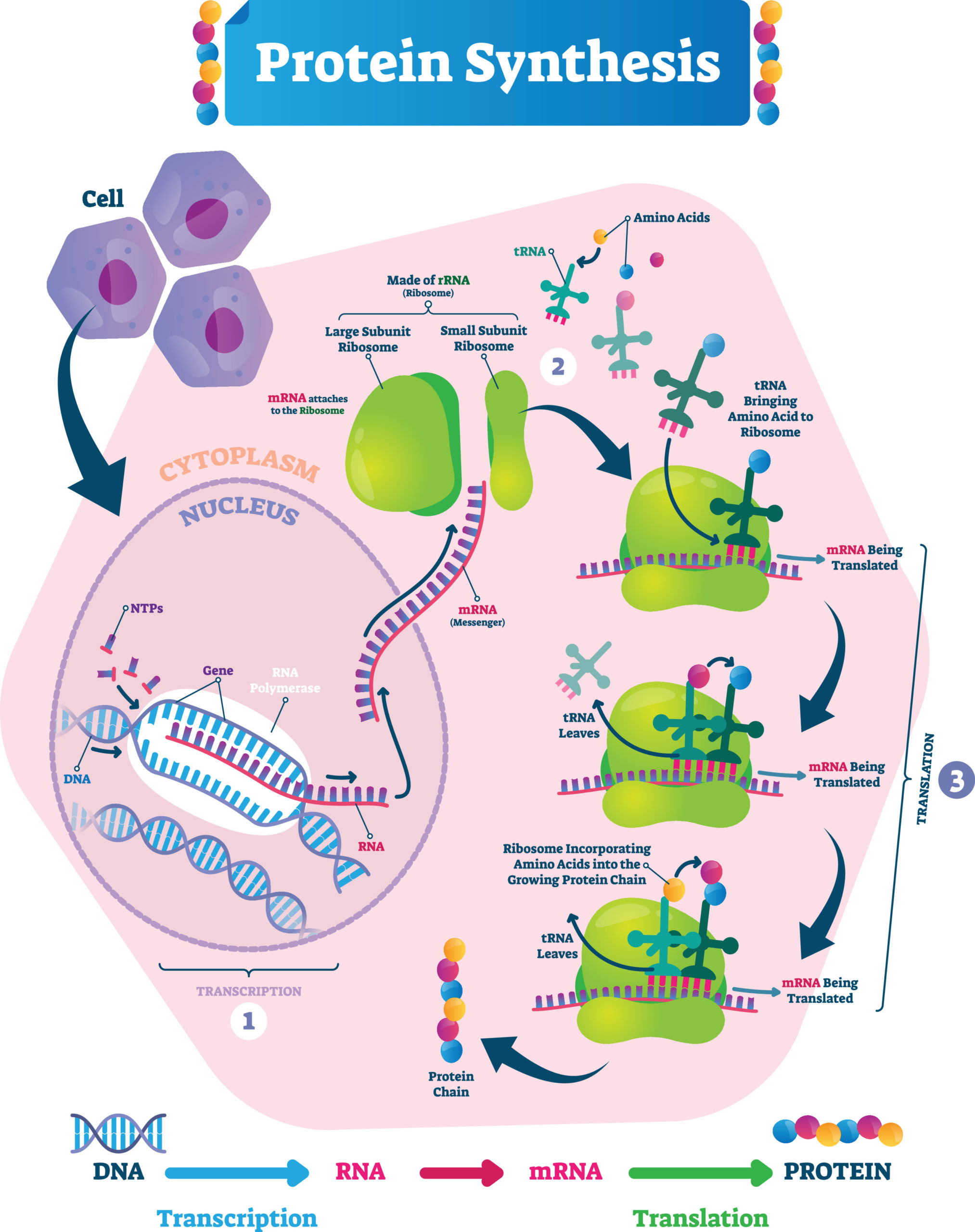 Producteur éco-responsable de protéines : le ribosome (L’odyssée de la ...