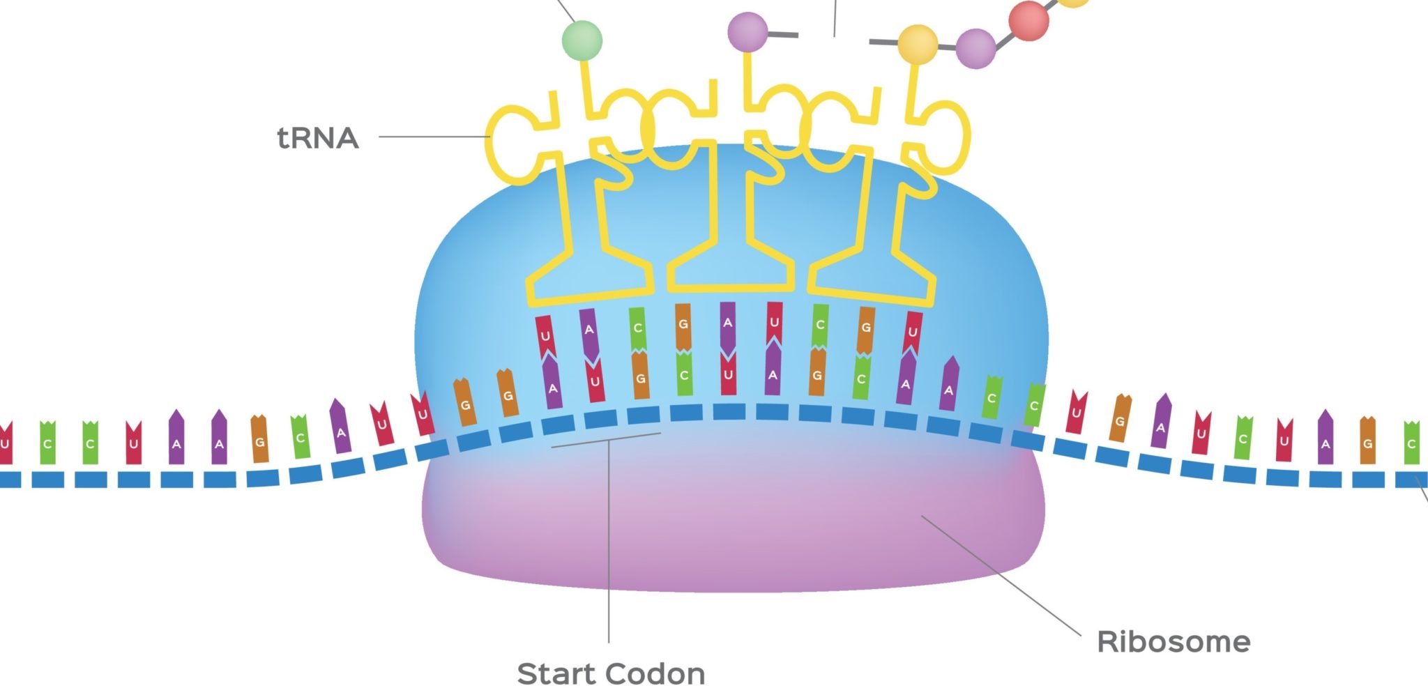 Voyage à travers l’ADN nucléaire sans oublier l’ADN mitochondrial (L ...