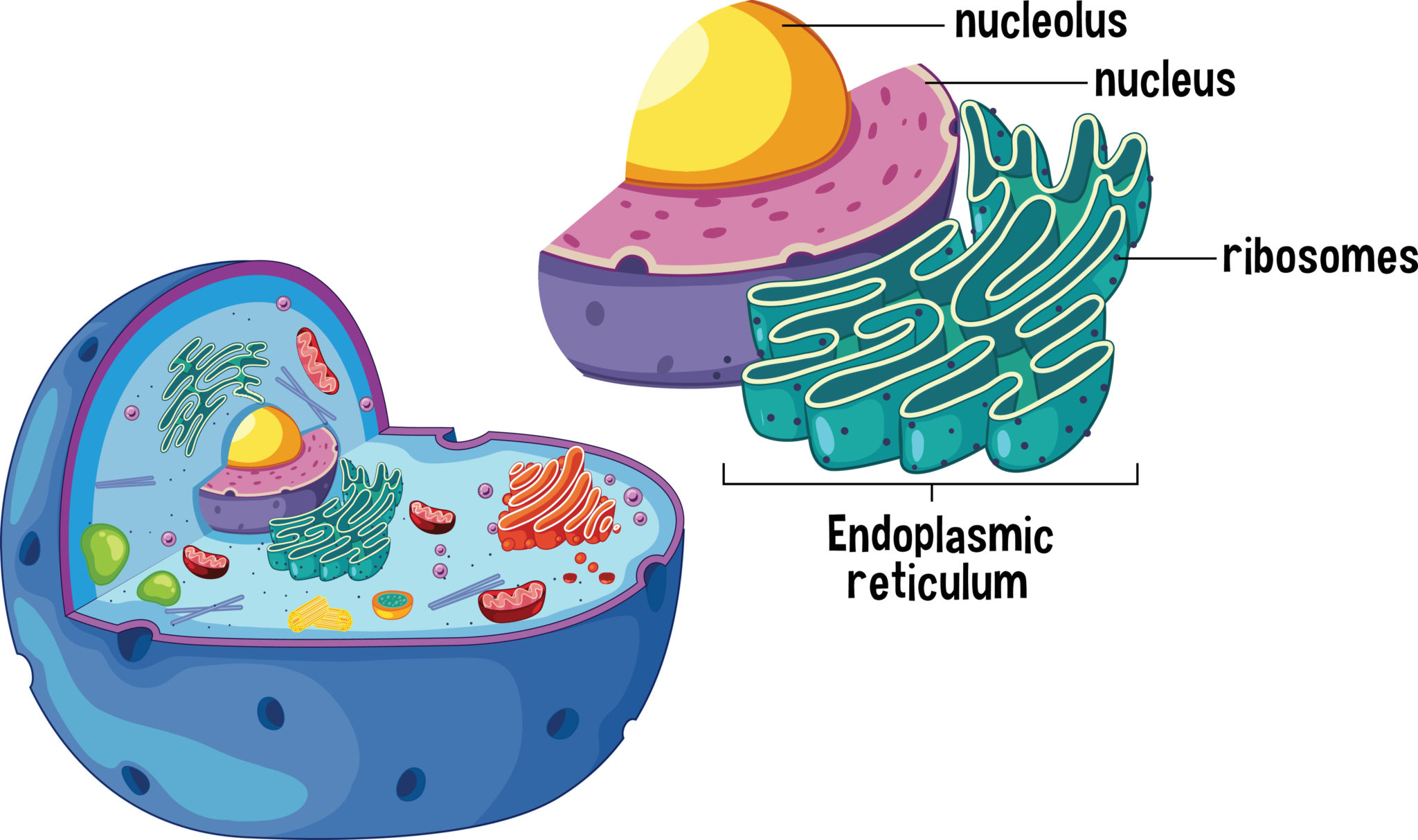 Producteur éco-responsable de protéines : le ribosome (L’odyssée de la ...