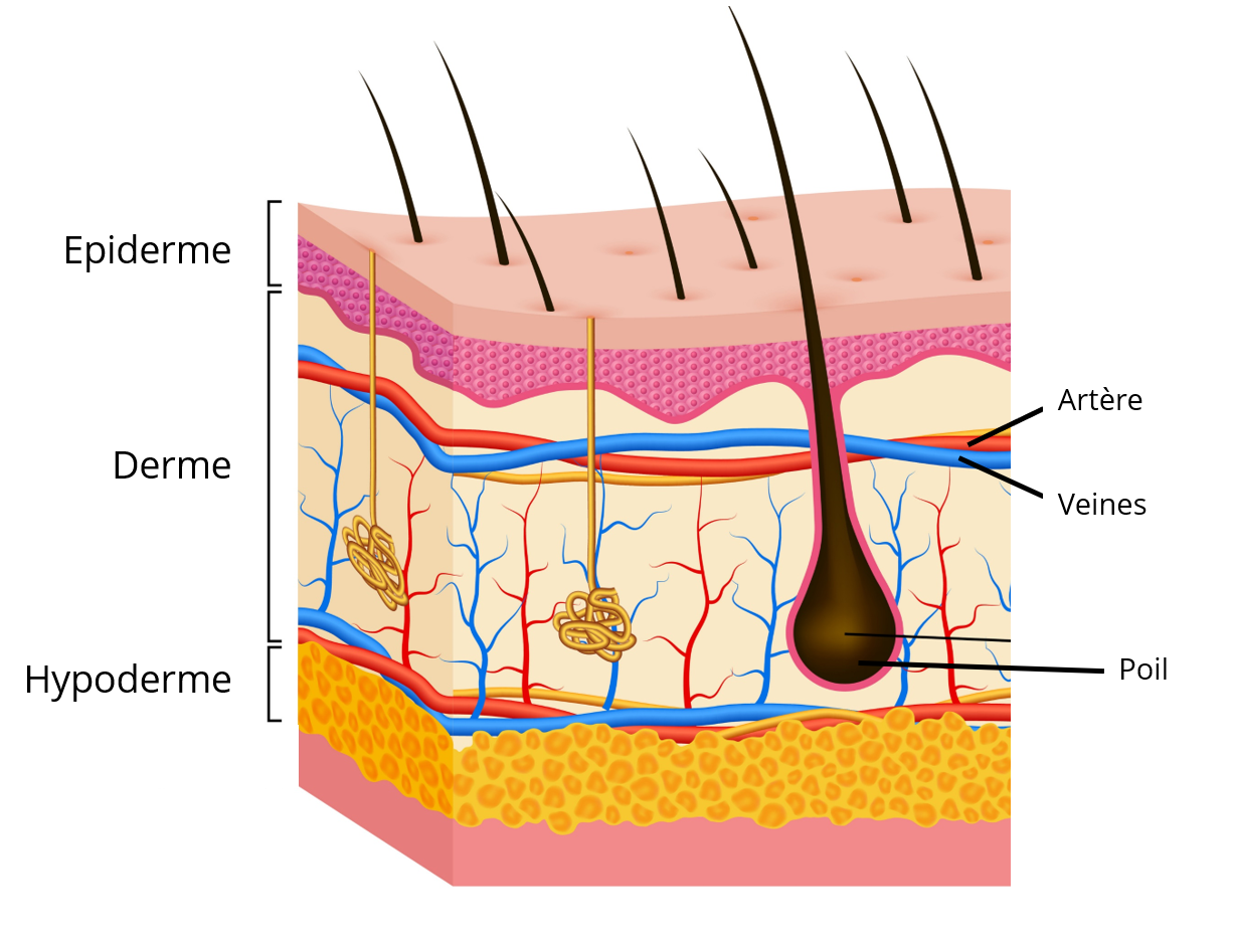 Un trianon biologique : la peau - Elysia Bioscience